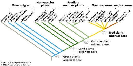 Kingdom Plantae Divisions