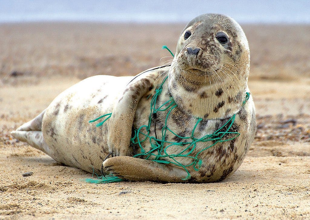 The Biological Impacts of Plastic Pollution on Marine Ecosystems: A ...
