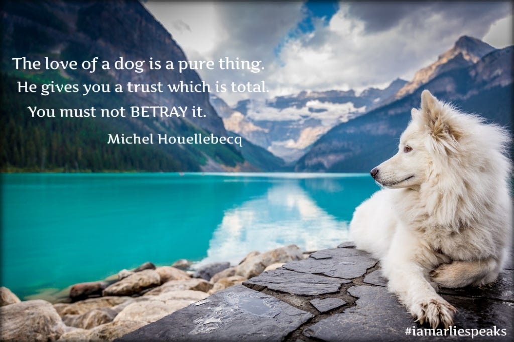 Dog Quote Of The Day
