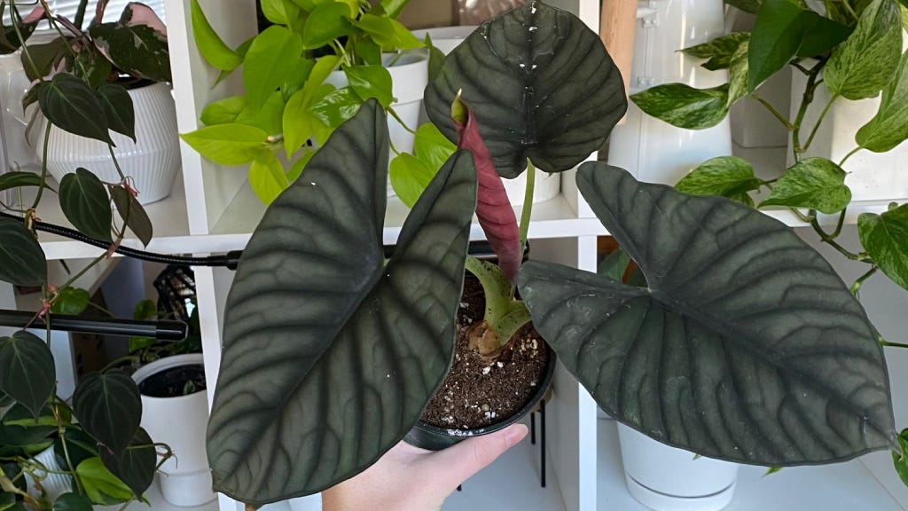 Nebula plants - santhi santhi - Medium