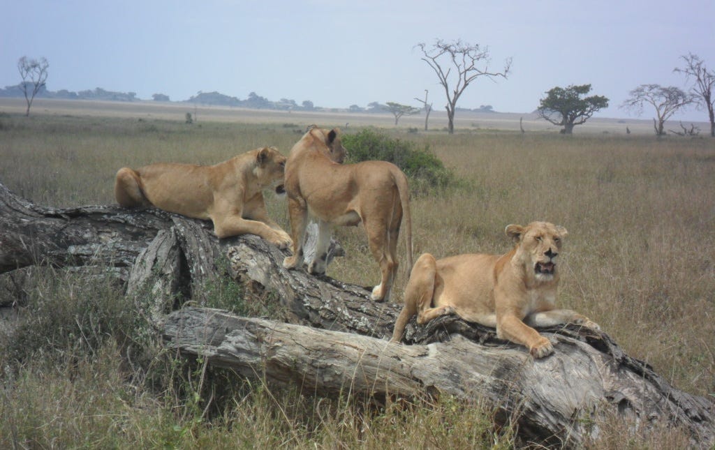 It’s Four in the Morning and a Lion Just Woke Me Up | by Jeremy ...
