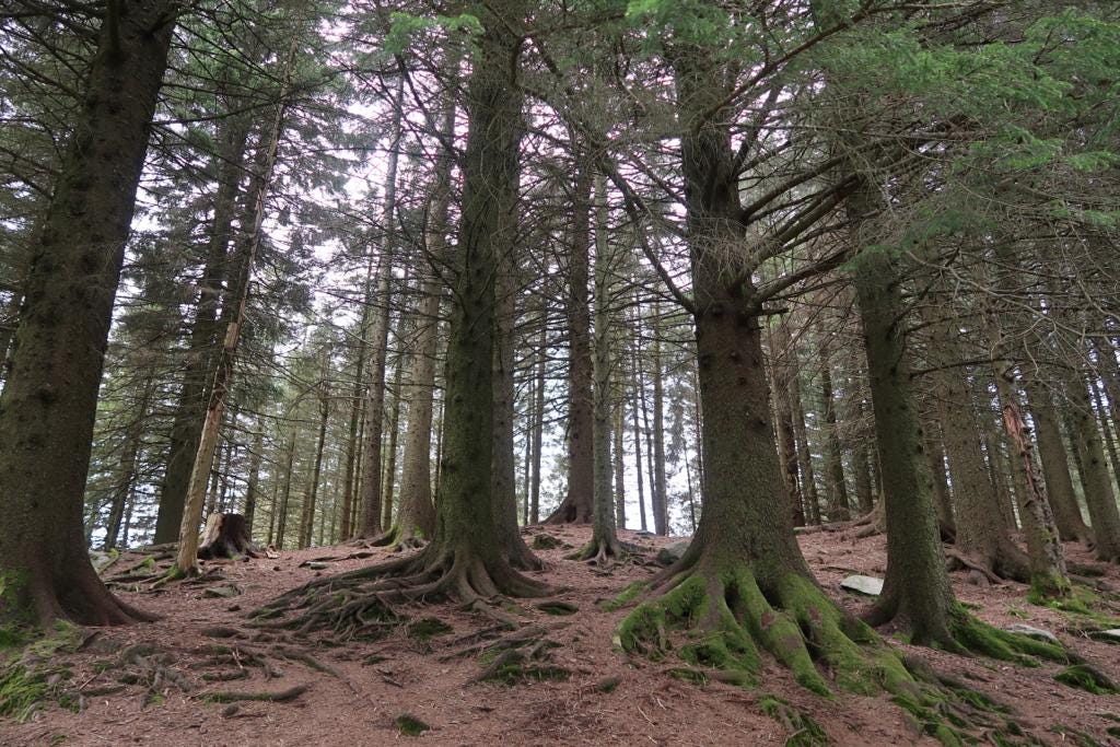 Priceless Life Lessons From The Roots | by Shubha Apte | Reciprocal ...