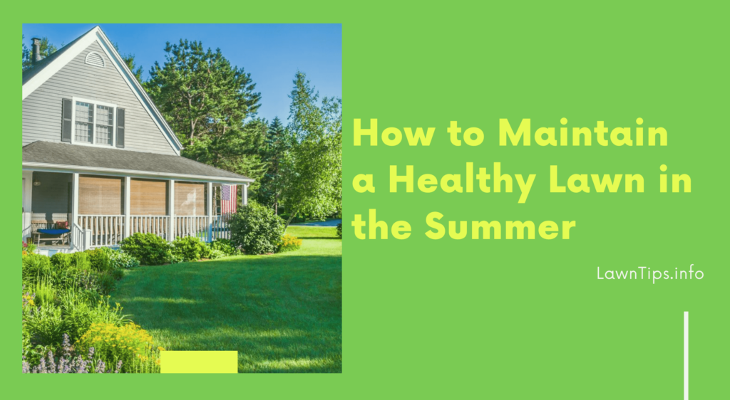How to Maintain a Healthy Lawn in the Summer - Lawn tips - Medium