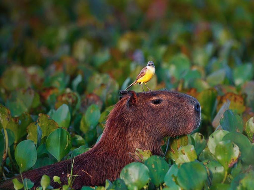 How to preprocess data using python and pandas | by Ksawery Lejczak ...