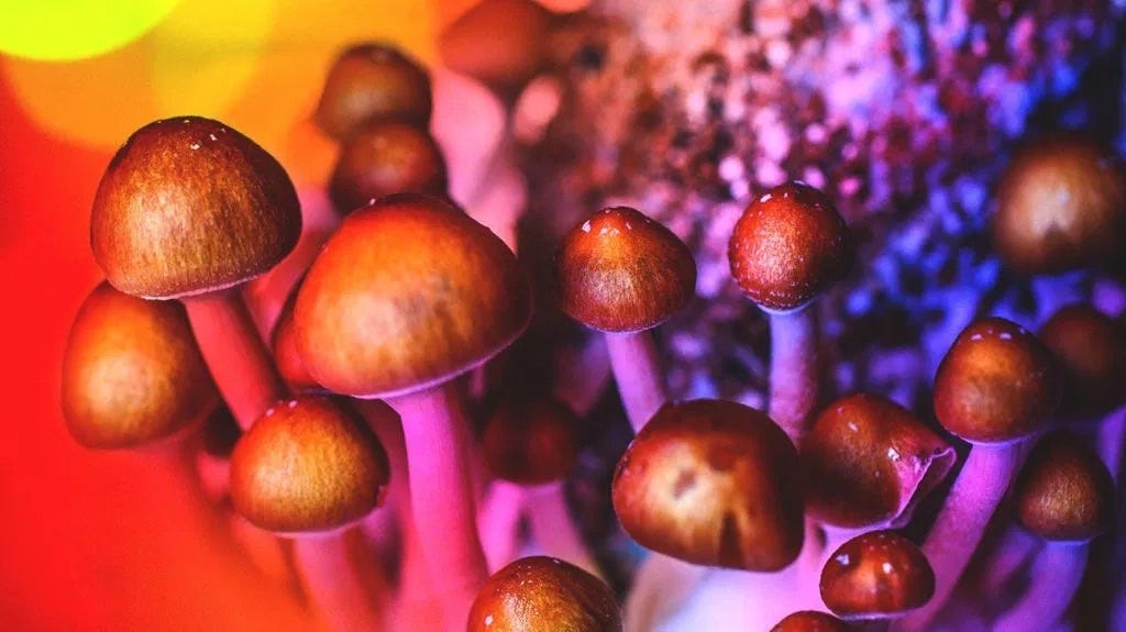 The Legalization of Psilocybin Is an Interesting Social Experiment | by ...