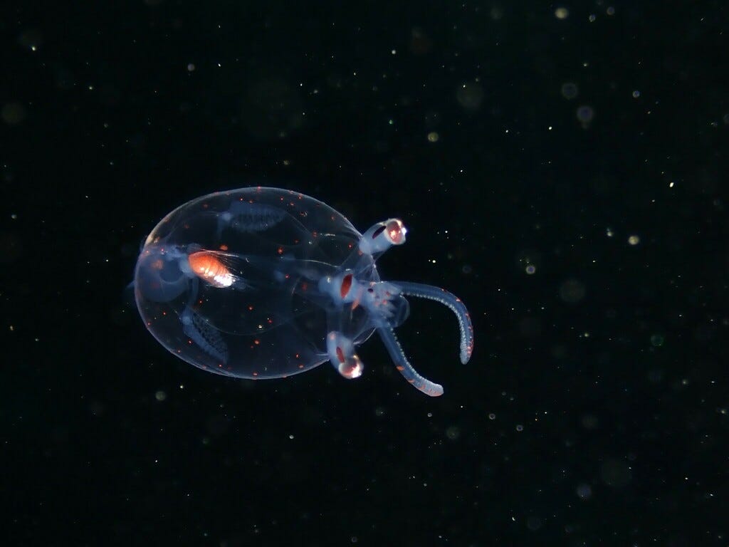 Ocean’s Eight-Armed Enigma: Unmasking the Colossal Squid! | by The ...