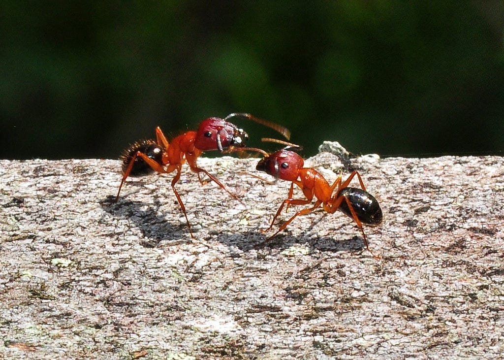 Has Uber Built an Ant Farm For Its Drivers? | by Scott Rosenberg ...
