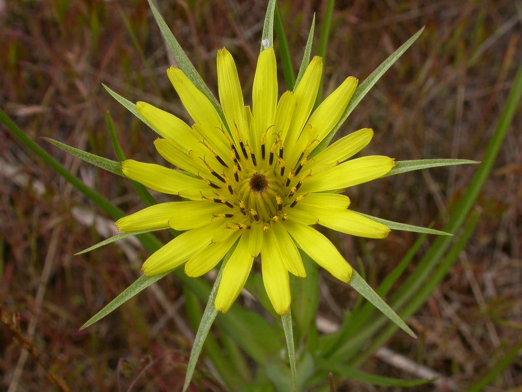 Wild Salsify: Why Do People Keep Saying They Taste Like Oysters?! | by ...