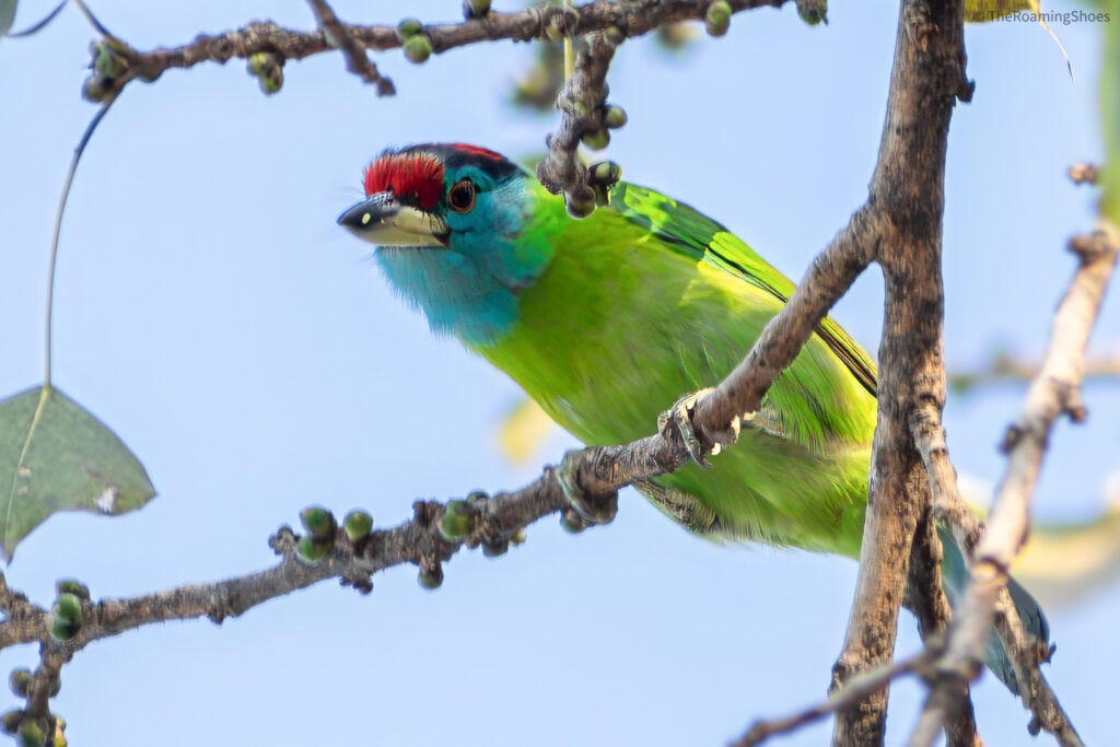 Birds of Himachal — A Photo Story of the Winged Beauties | by Ava ...