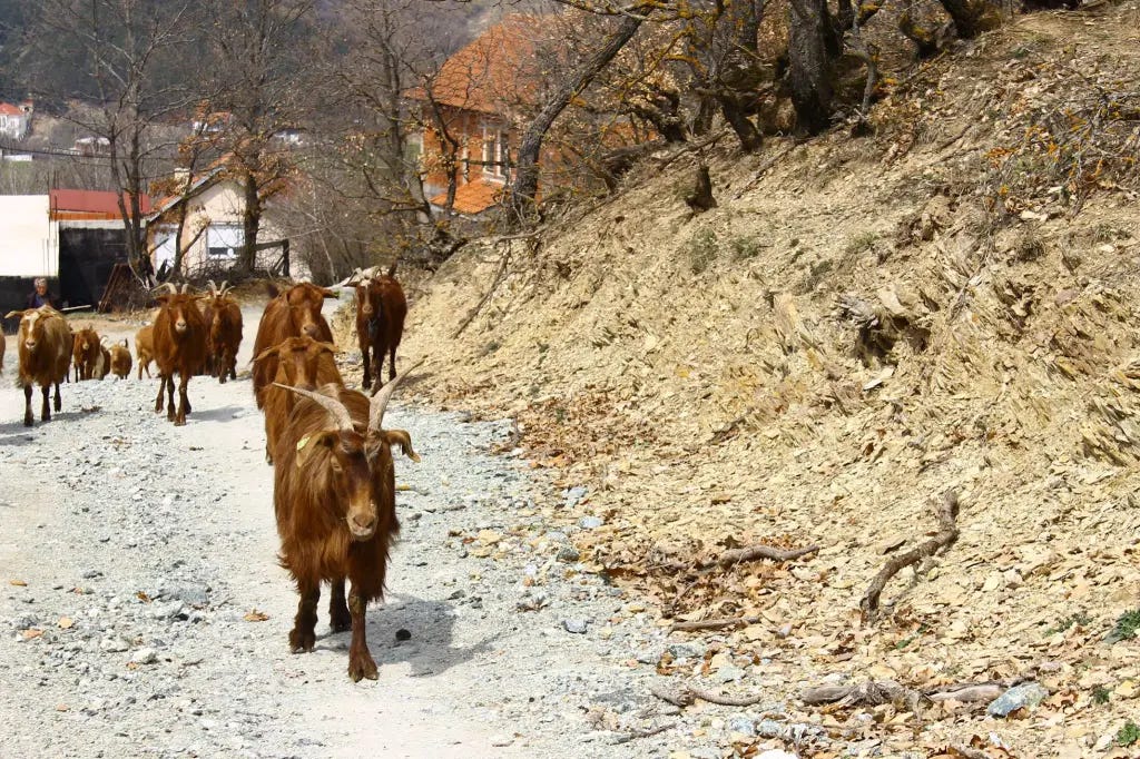 Të leshtat e të dhirtat. Lista alfabetike e të gjithë emrave në… | by ...