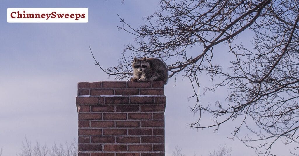 How to Remove an Animal safely from your Chimney? | by Chimney Sweeps ...