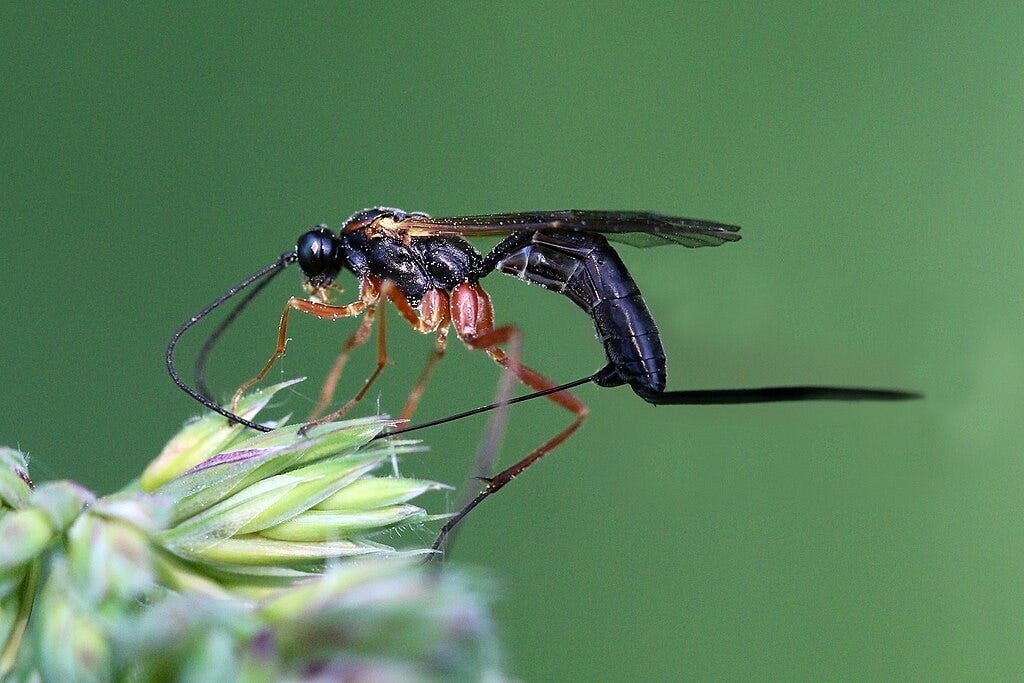 Looking like a needle proves a jab against insect-positivity | by Gary ...