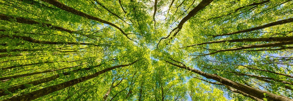 4 innovative tree plantation companies | by TreeCoin | TreeCoin | Medium