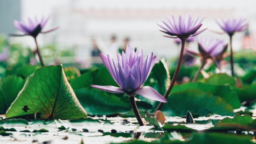 ARO Breathes Life. a poem by Josie Nelson | by Abuse Refuge Org | Medium