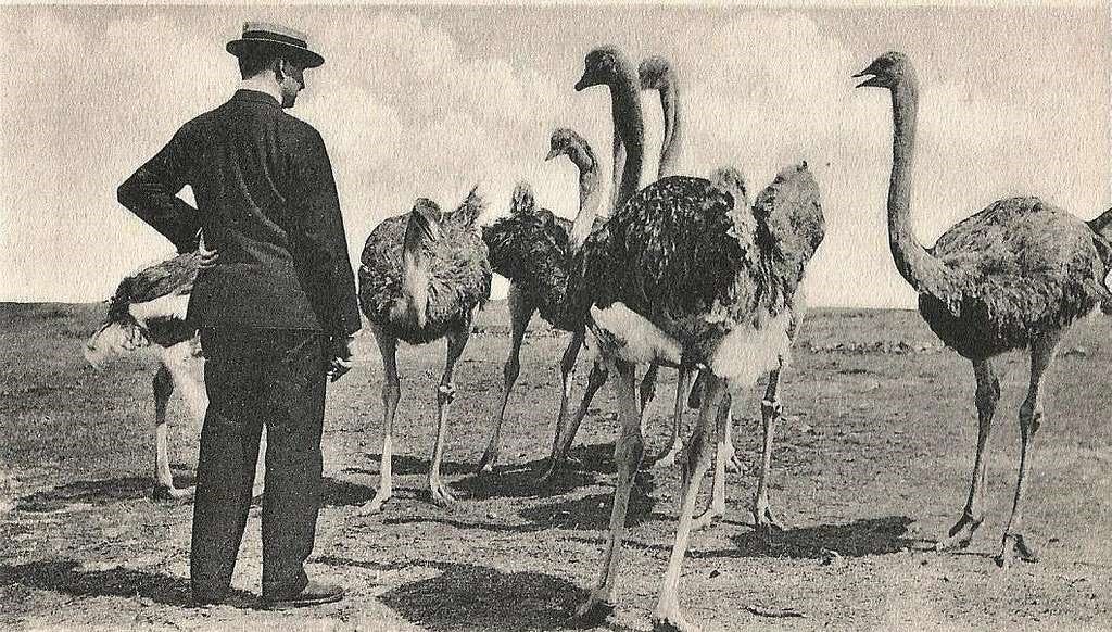 The Emu War. Yes that’s right…the Emu War… | by Horse Water History ...