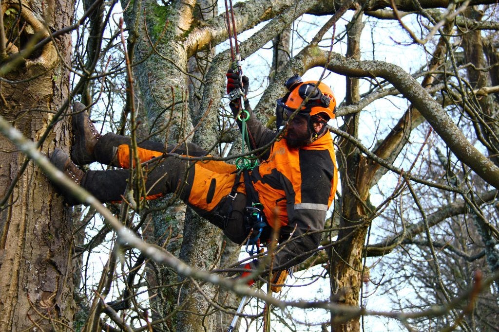 Benefits of Hiring an Arborist | Northern Tree Services - Northern Tree ...