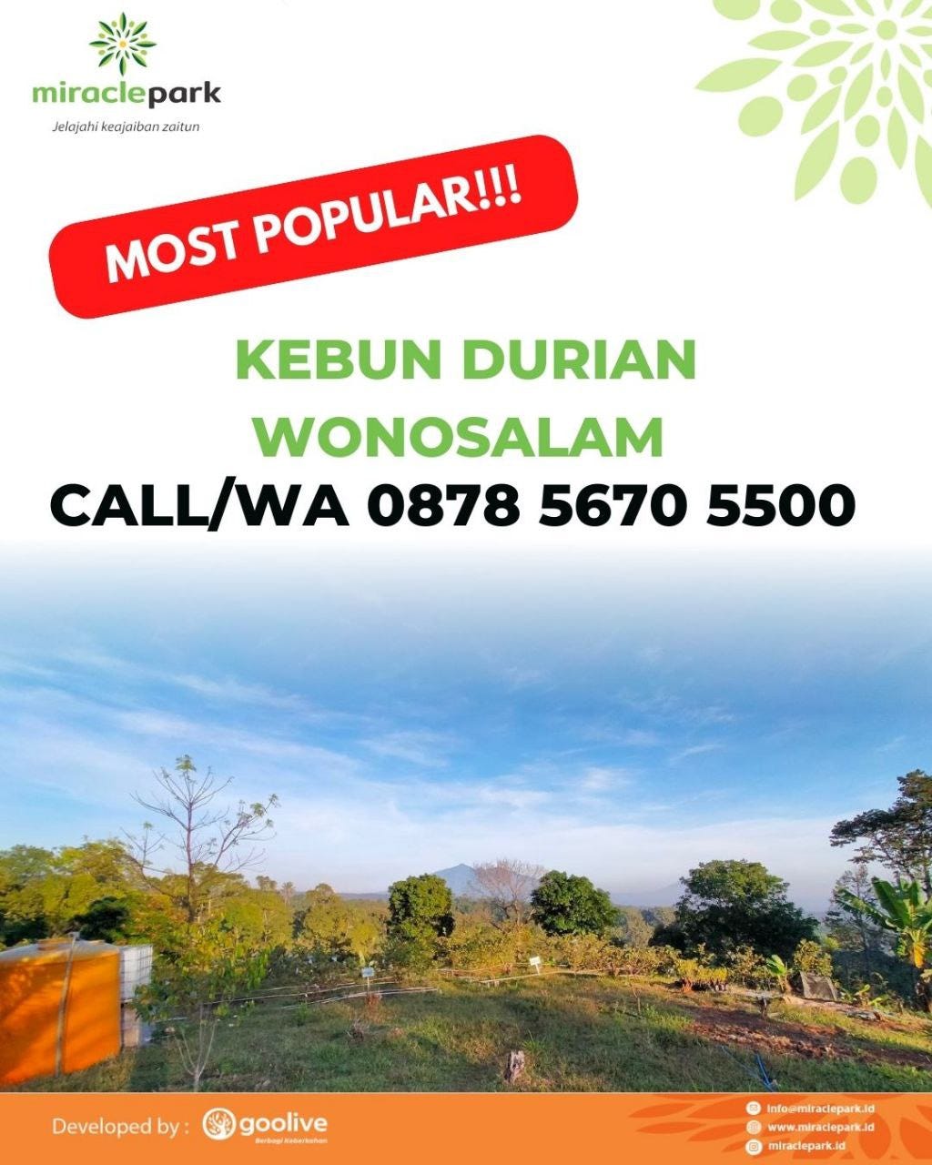 Most Popular, Call 087716485000, Kebun Durian Wonosalam - Distributorbibitalpukati - Medium