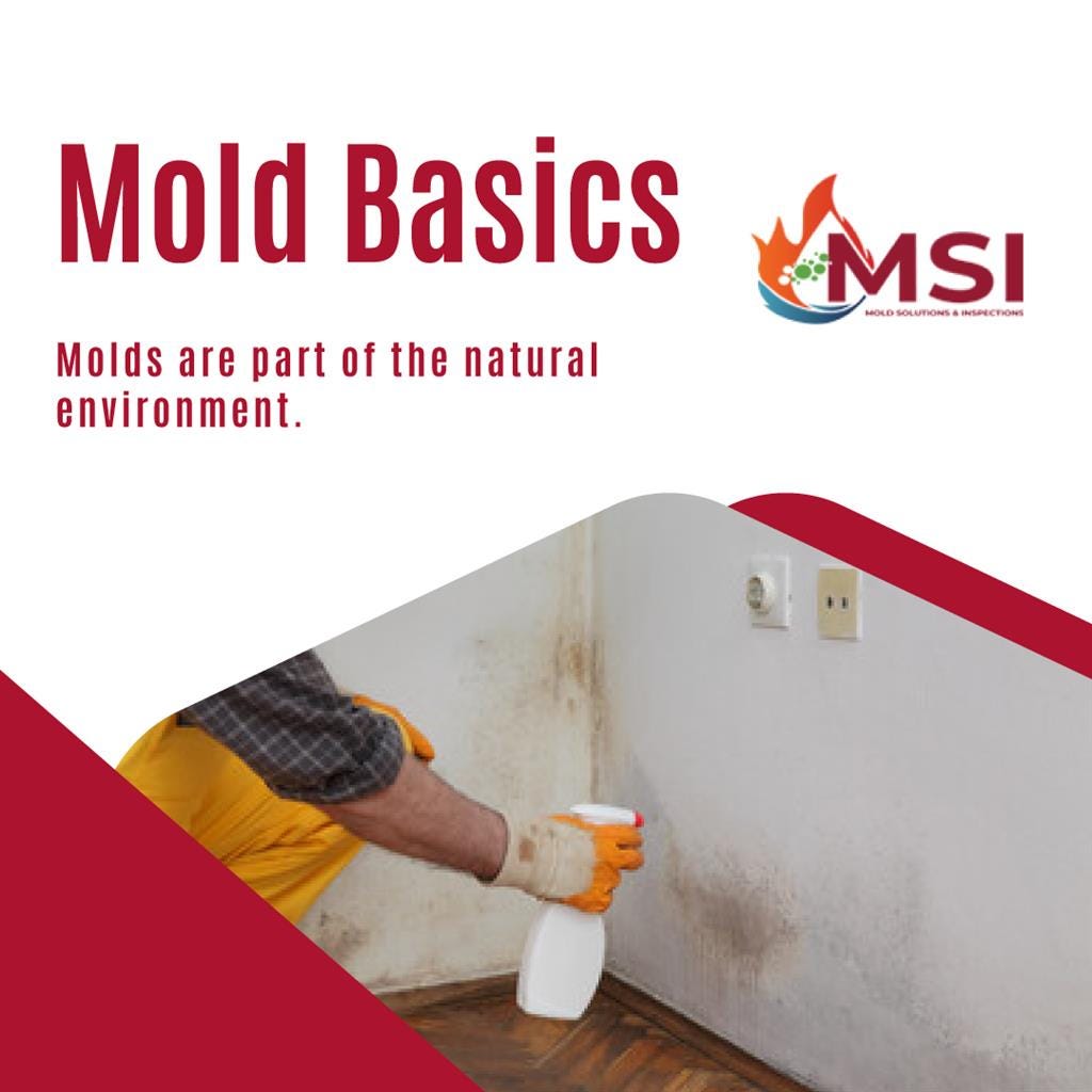 Mold Remediation Service - Mold Solutions & Inspections - Medium