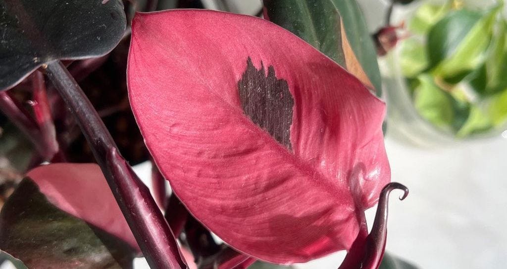 The Perfect Location for Your Pink Princess Philodendron | by Ellie ...