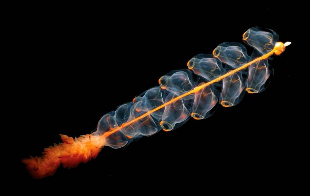 Siphonophores: The Sea Colonies. WARNING: This is absolute… | by Aidan ...