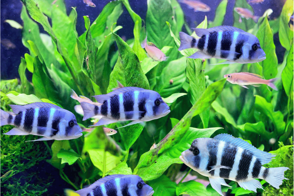 Cichlid Fish Tank Setup Ideas: Vibrant Aquascapes Unveiled | by Insider ...