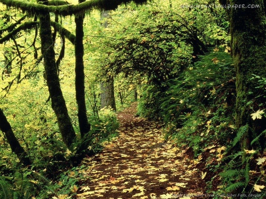 Choices on a Summer Path. Balm of the present, attending the now… | by ...