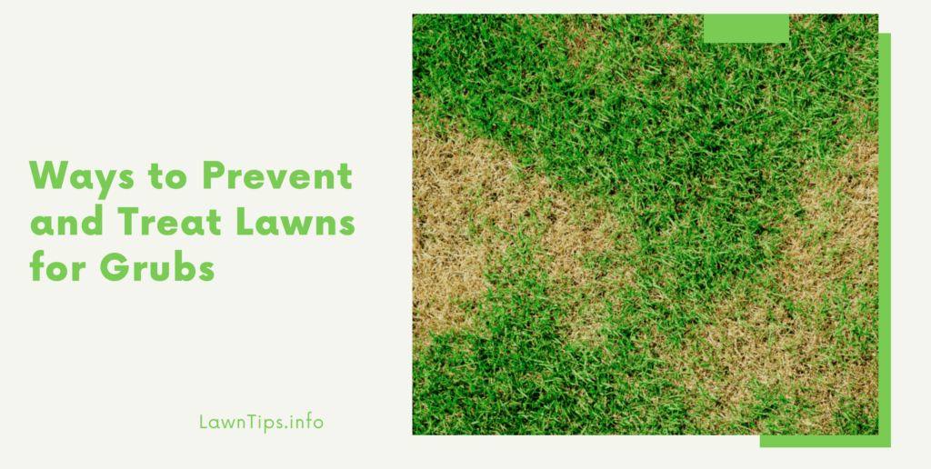 Ways to Prevent and Treat Lawns for Grubs - Lawn tips - Medium