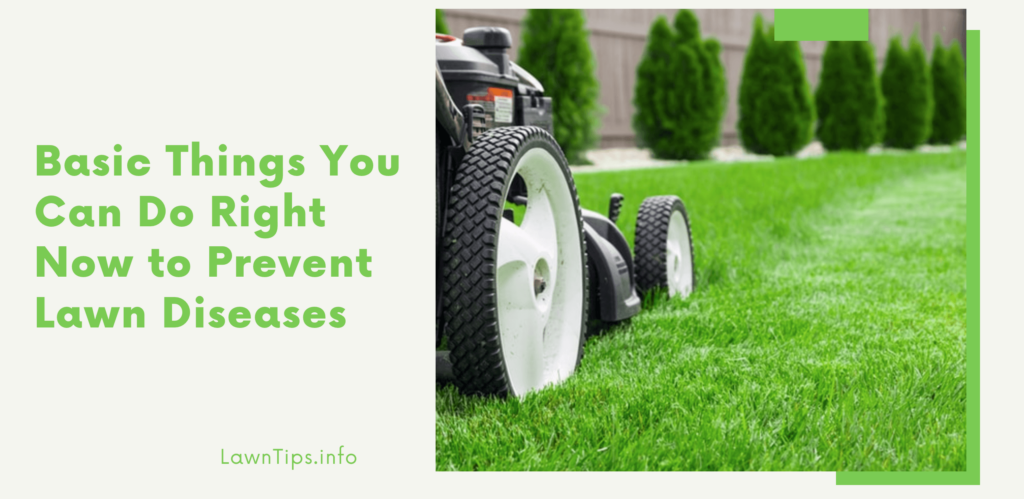 Basic Things You Can Do Right Now to Prevent Lawn Diseases - Lawn tips ...