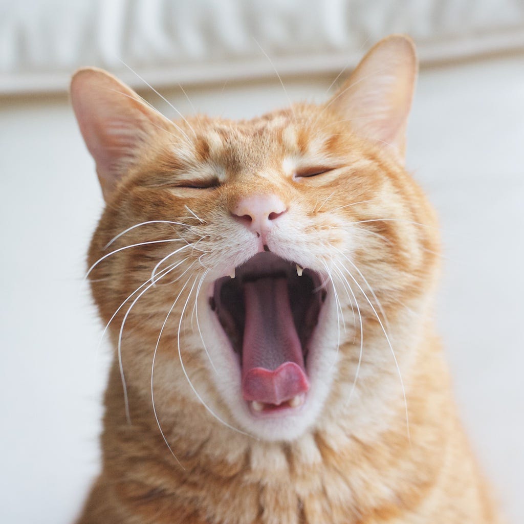 My first story on Medium. My lovely cat Niniwa on my Medium, I… | by ...