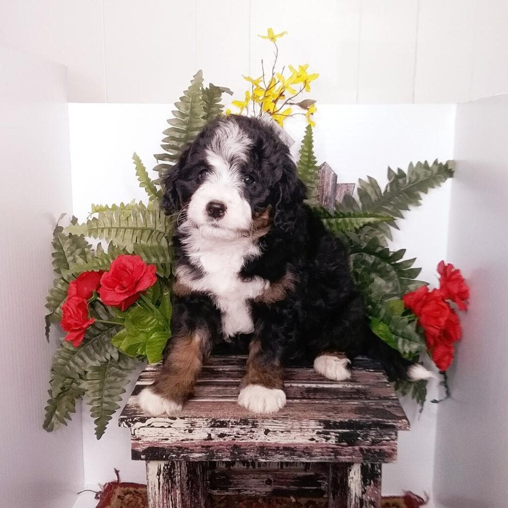 Mini Bernedoodle | Michiana Bernedoodles - Michiana Bernedoodles - Medium