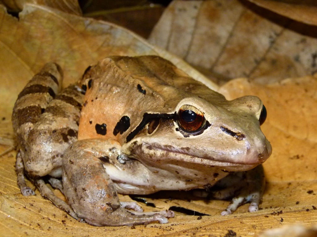 Giant Caribbean Mountain Chicken Frog On The Brink Of Extinction | by ...