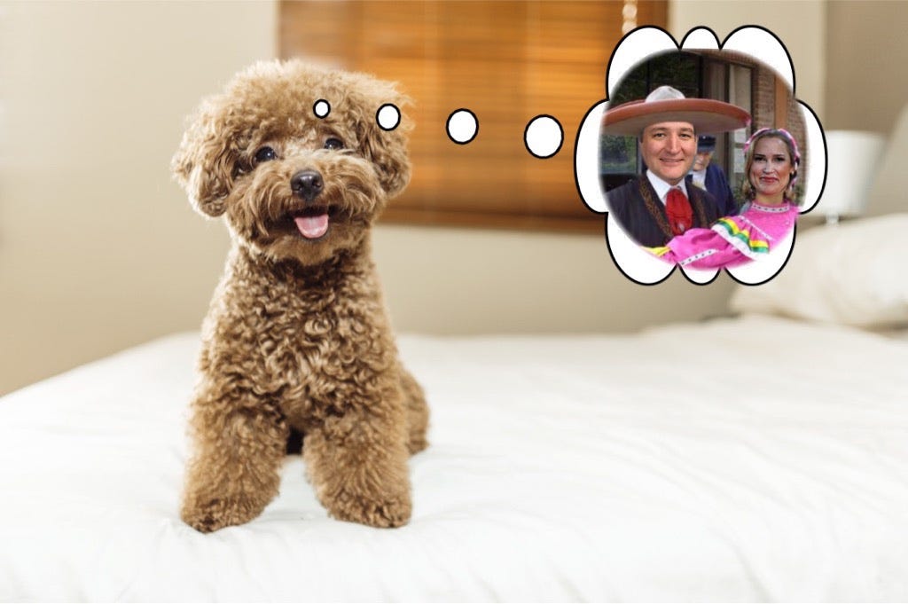 Snowflake Cruz Opens Up About Ted’s Cancún Excursion | by R.D. Zaharako ...