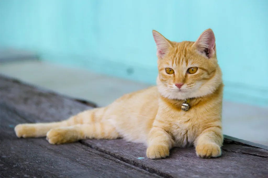 The cat with the bell. It was November, when I first heard… | by Jayant ...