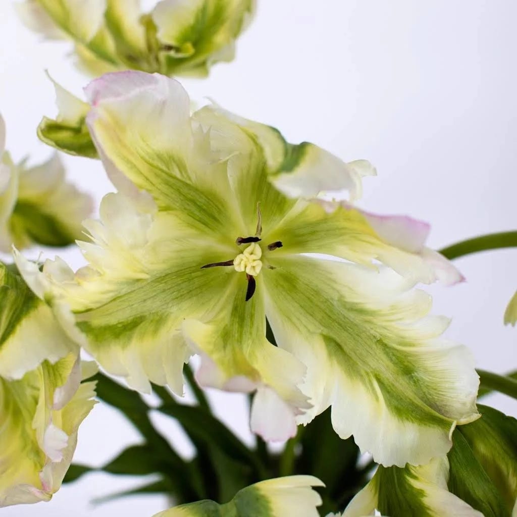 Green TulipsBest Green Tulips. Welcome to the world of vibrant shades ...