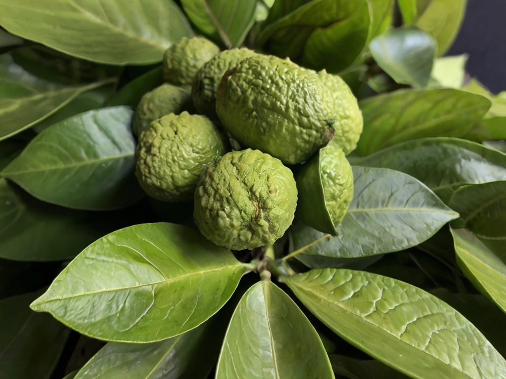 Kaffir Lime Leaf Powder Manufacturing Plant Project Report 2024: Setup ...