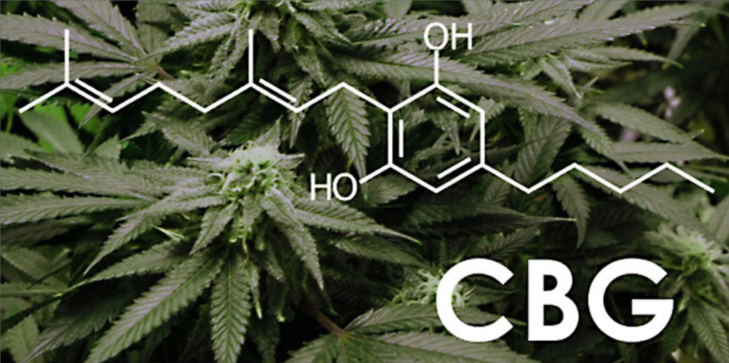 What Is Cbg and What Are Its Properties? - Holy Pacha LLC - Medium