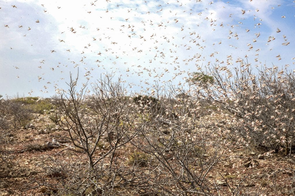 Tracking desert locusts with satellite services | by Inside EUMETSAT ...