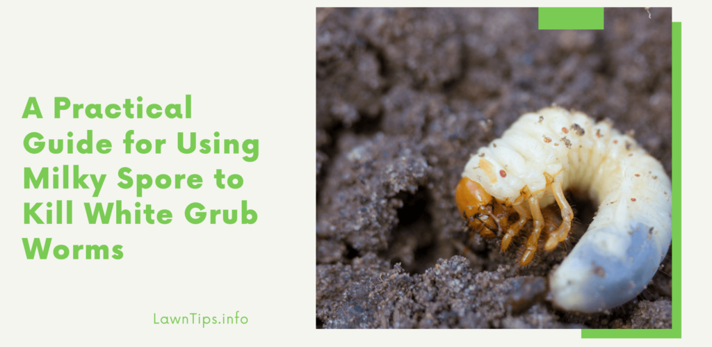 A Practical Guide for Using Milky Spore to Kill White Grub Worms - Lawn ...