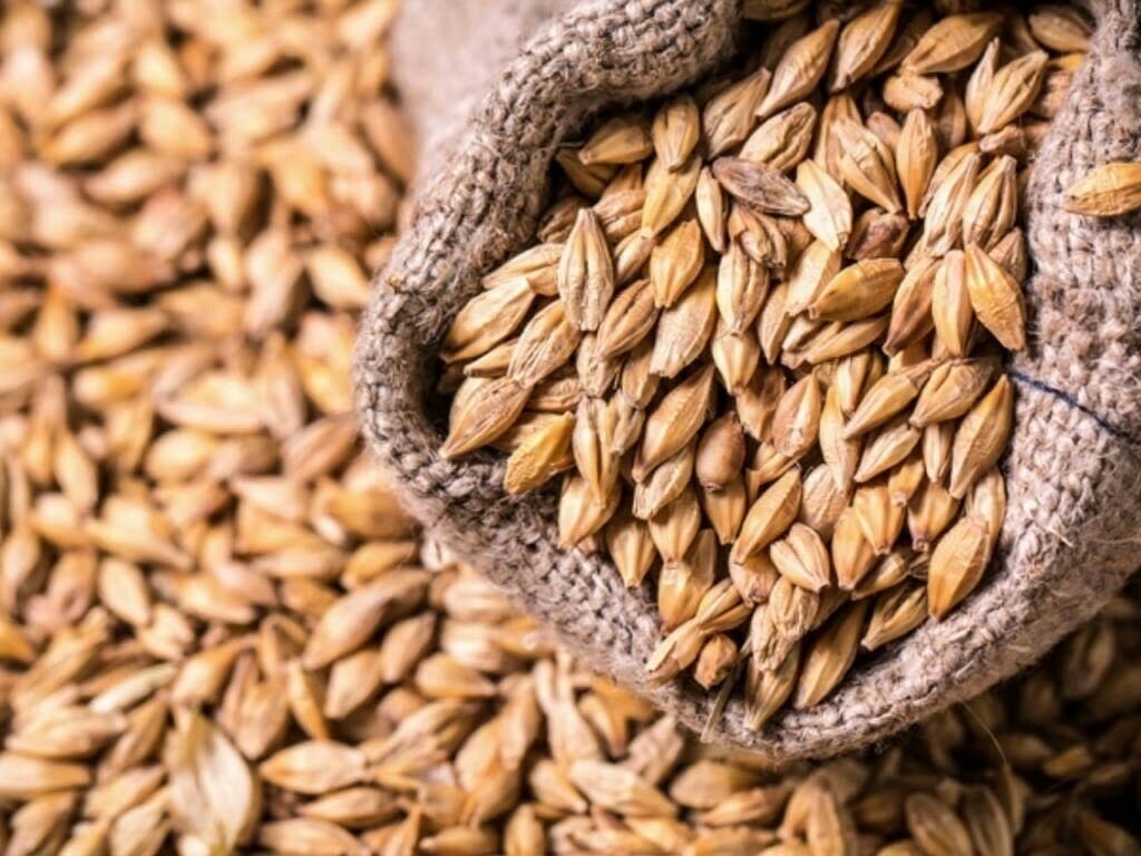 Seeds Are Not Agricultural Produce And Should Attract GST Telangana