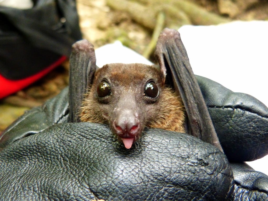 Bat Conservation in a Changing World | by People•Animals•Nature | Medium
