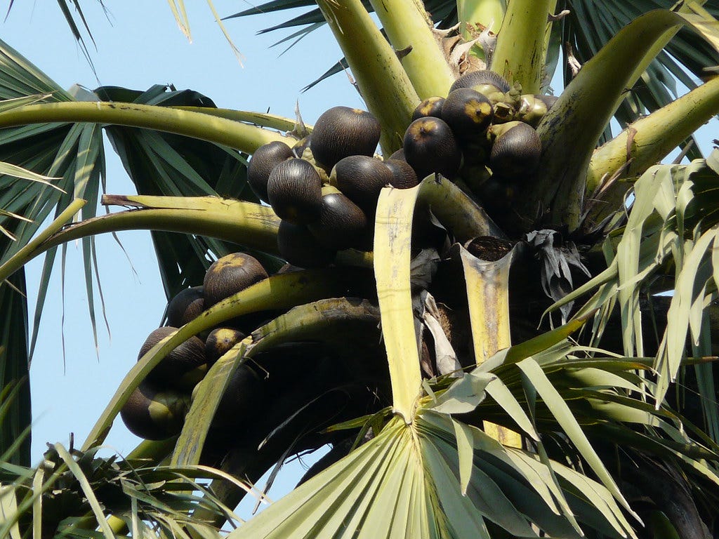 Tadgola Fruit: A Delicious and Nutritious Tropical Delight | by ESSMAT ...