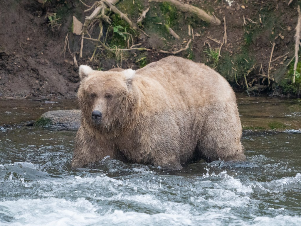 The Chonk of 2023, and the importance of Fat Bear Week | by Brigantia ...