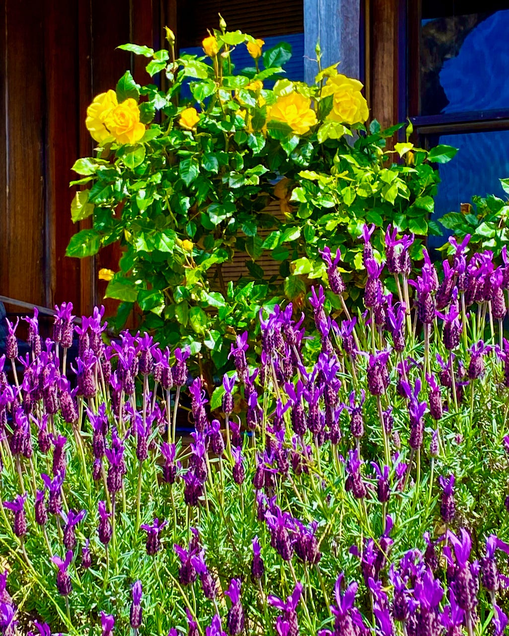 Hey, It’s Rose Season Down Under! - Weeds & Wildflowers - Medium