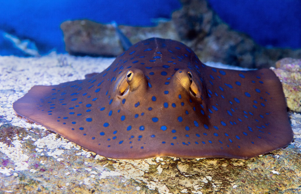 Ancient Stingray Sand Sculpture Found Along South Africa’s Coast | by ...