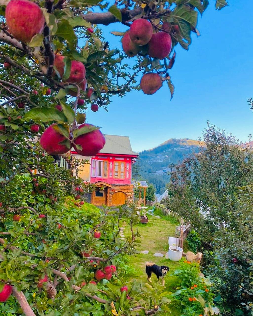 Title: “A Taste of Paradise: Exploring Shimla’s Enchanting Apple ...