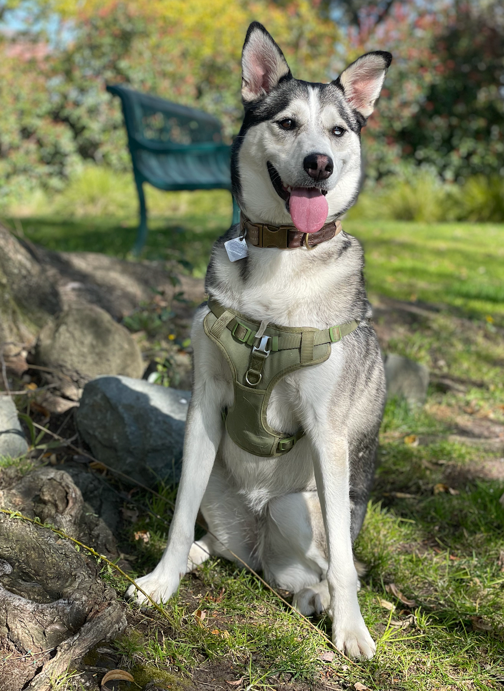 From good to great — product leadership lessons from a Siberian Husky ...
