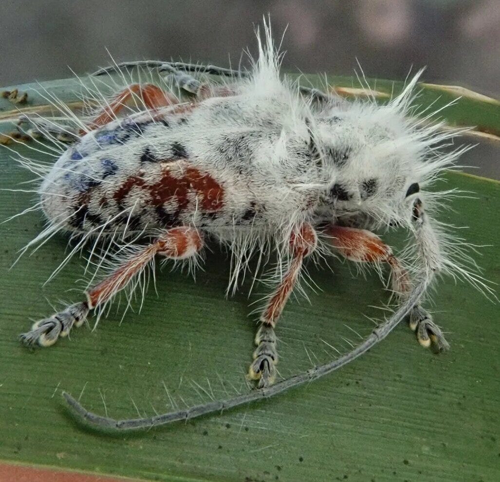 This Newly Discovered Fluffy Beetle Is Cuter’n A Bug’s Ear | by ...