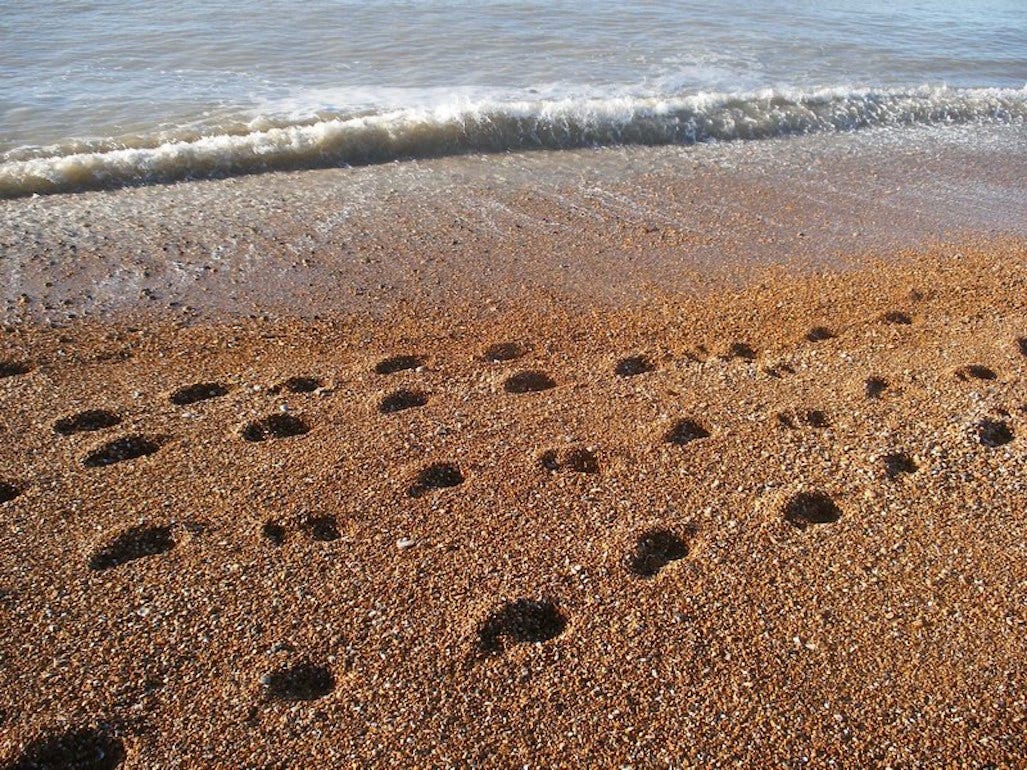 Job of the Day: People Walker. Your own walking companion, for $7 a ...