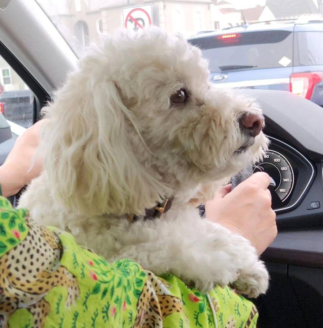 Pablo The Pet Detective. In the sleepy town of San Anselmo… | by I've ...