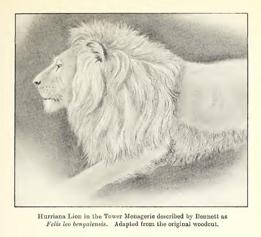 Dwindling Prides and Fading Roars: Indian Lion in the 19th Century | by ...